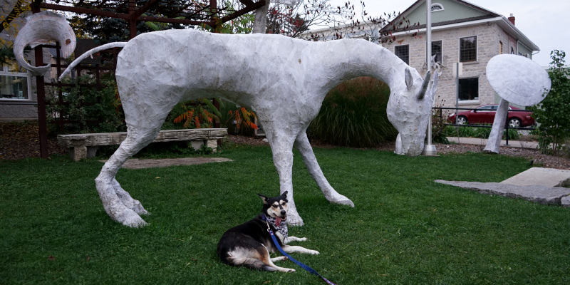 Halloween 2021: Dog-Friendly Events Across Ontario – Dog and Suitcase